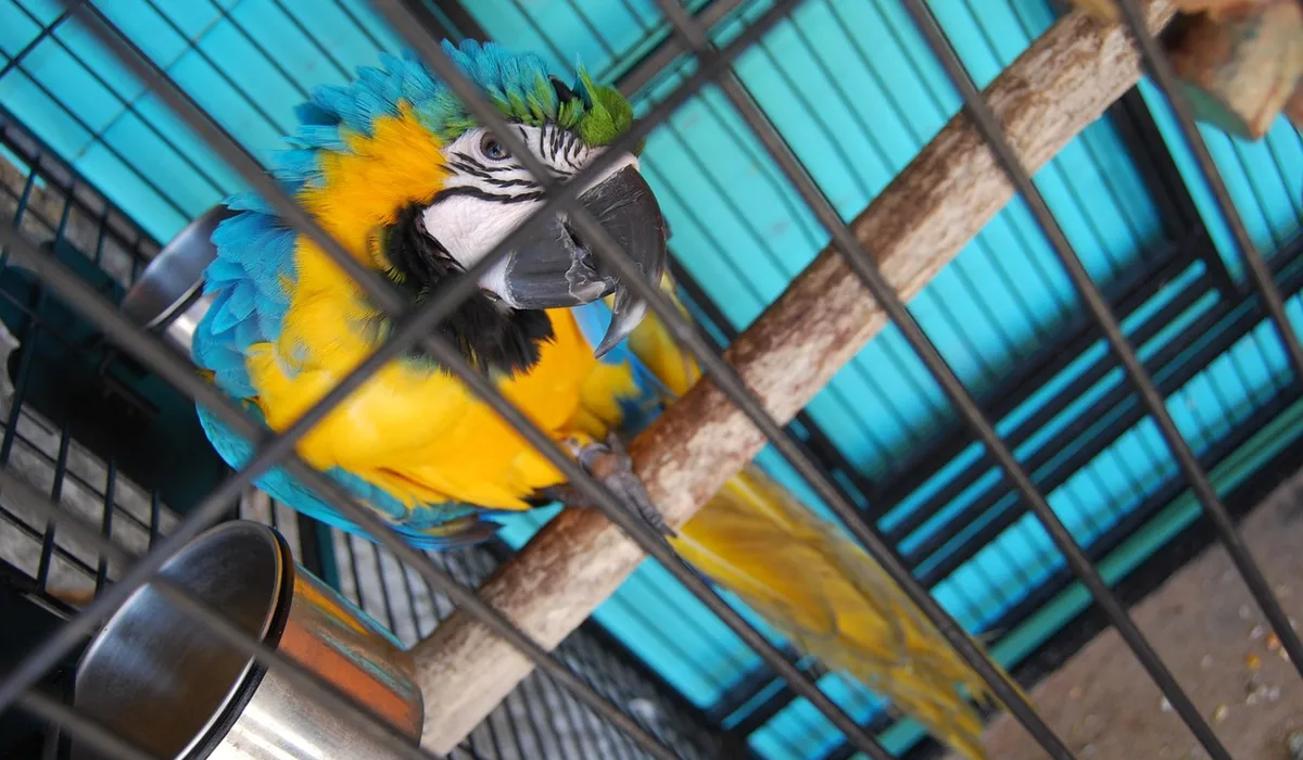 How to Set Up a Parrot Cage for Maximum Enrichment - Parrot Care Central
