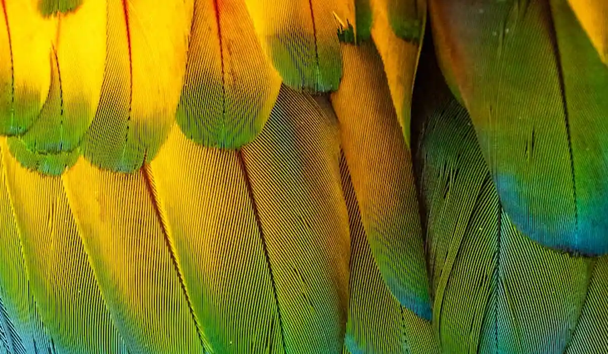 What Are the Most Common Parrot Health Concerns? (A Complete Guide ...