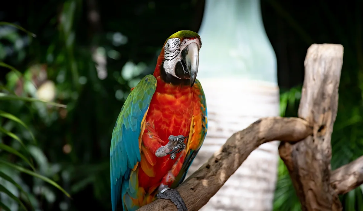 How Much Does a Parrot Cost? A Complete Price Guide - Parrot Care Central