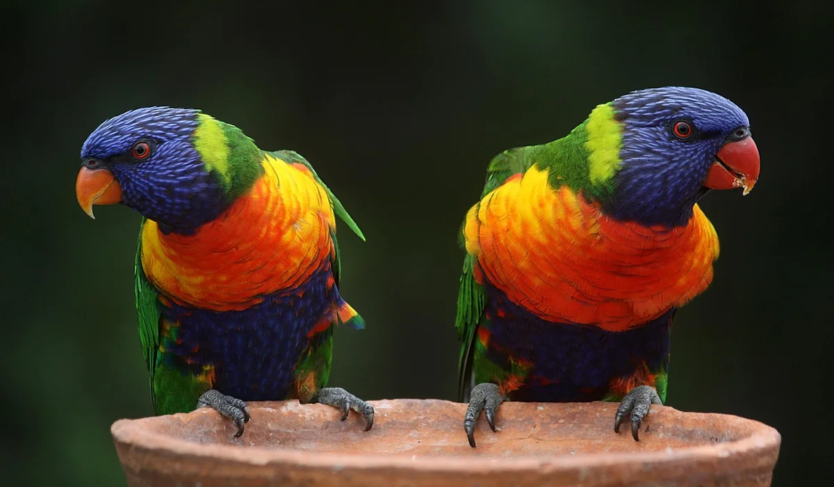 Can Parrots Eat Grapes? A Complete Safety Guide - Parrot Care Central