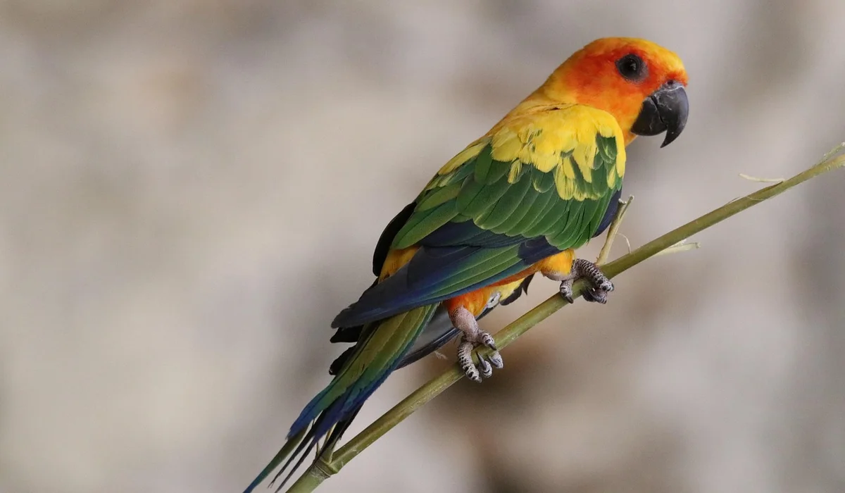 Parrot Species Identification Guide: What Do Different Parrots Look ...